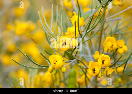 Silver Cassia, Feathery Cassia, Silver Senna (Senna artemisioides ...