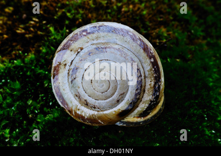 Common Land Snail Stock Photo - Alamy