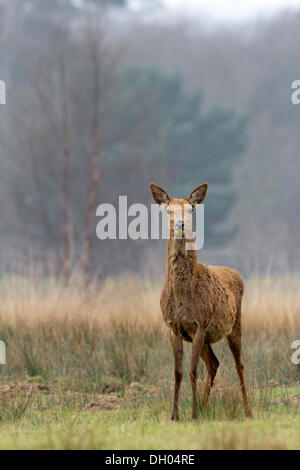 Views of a female Red Deer in Richmond Park on the 6th February, 2025 ...