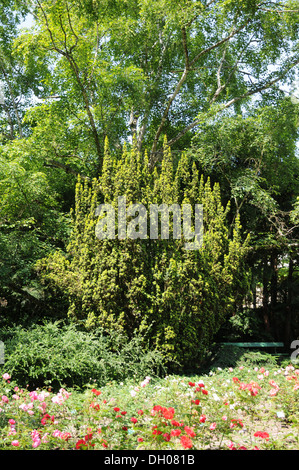 Yellow Fastigiate Yew Stock Photo - Alamy