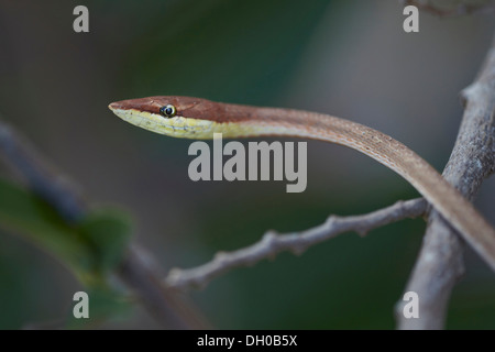 Brown Vine Snake (Oxybelis aeneus) opening its mouth in threat display ...