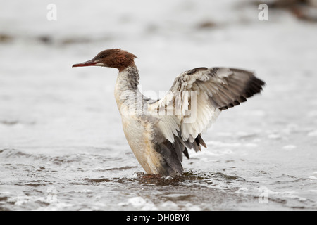 Goosander or merganser, Mergus merganser, stretching its wings, Ettrick ...
