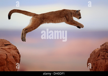 Cougar or Puma (Puma concolor), adult leaping between rocks, Utah, USA ...