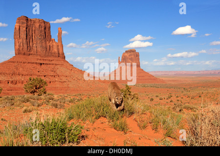 Mountain lion stalking, Puma concolor, Captive Stock Photo - Alamy