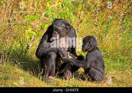 Bonobo (Pan paniscus), native to Africa Stock Photo - Alamy