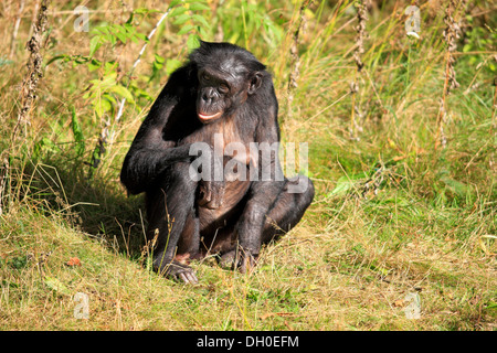 bonobo, pygmy chimpanzee (Pan paniscus), female, with swollen Stock ...