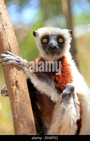 Coquerel-Sifaka (Propithecus coquereli), Madagascar Stock Photo - Alamy