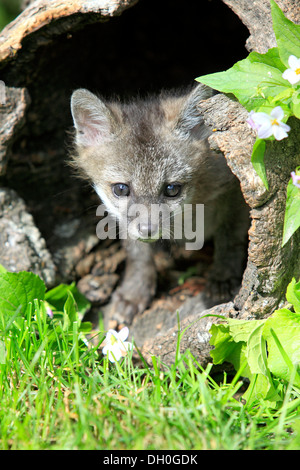 Grey Fox, cub, 9 weeks, at den / (Urocyon cinereoargenteus Stock Photo ...
