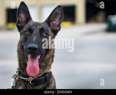 FBI K9 dog Stock Photo - Alamy