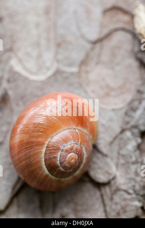 A closeup shot of a snail on a tree stump Stock Photo - Alamy