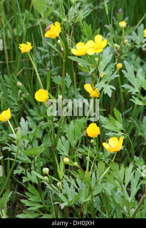Ranunculus auricomus L Ranunculus auricomus L Stock Photo - Alamy