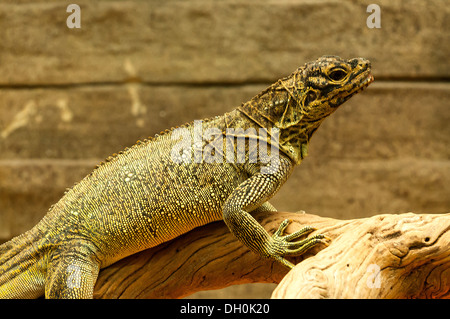 Philippine Sail-finned Water Dragon (Hydrosaurus pustulatus). A.k.a ...