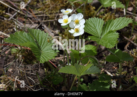 Musk Strawberry (Fragaria moschata), flowers. Germany Stock Photo - Alamy