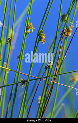common rush, soft rush, bog rush (Juncus effusus), Moor pond with ...