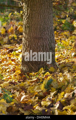 Backlit tree trunk surrounded by fallen leaves Stock Photo - Alamy
