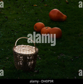 Several large pumpkins are lying on the floor. Storing vegetables Stock ...