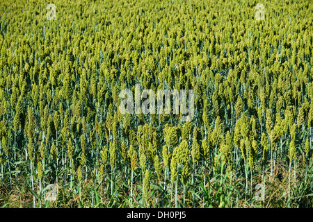 Japanese Barnyard Millet (Echinochloa frumentacea Stock Photo: 78776715 ...