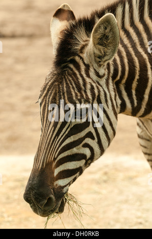 Zebra at Australia Zoo Stock Photo - Alamy