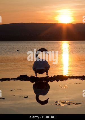 swan before sunset Stock Photo - Alamy