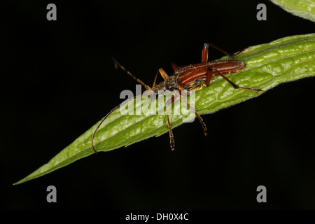 Stenocorus meridianis, Longhorn beetle Stock Photo - Alamy