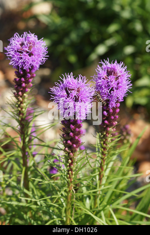 Button blazingstar flower Stock Photo - Alamy