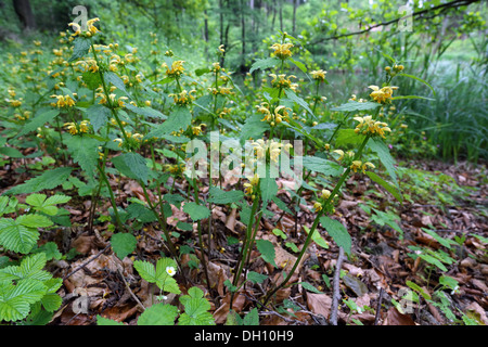 yellow archangel (Lamium galeobdolon), Plantae, West Kirby, UK Stock ...