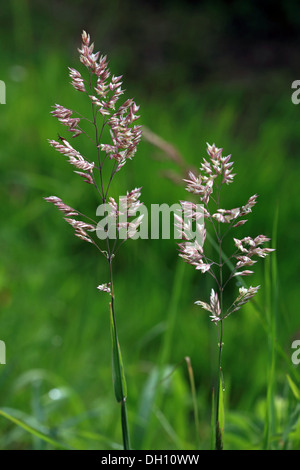 Holcus lanatus, common velvet grass, tufted grass, red seed head ...