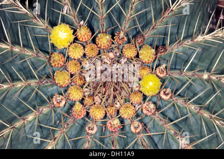 Close-up of Flower of Emory's Barrel Cactus - Ferocactus emoryi ...