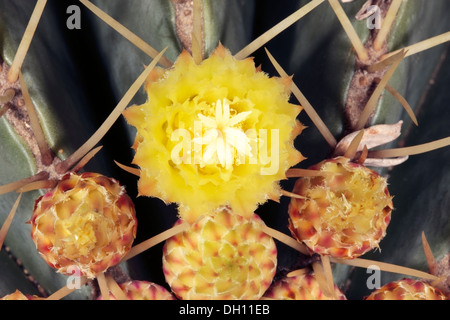 Close-up of Flower of Emory's Barrel Cactus - Ferocactus emoryi ...
