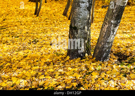 yellow leaf litter under birch trees in autumn day Stock Photo - Alamy