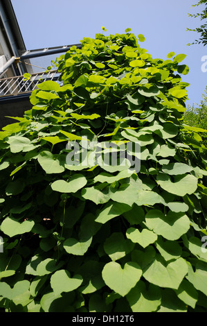Dutchman's pipe (Aristolochia macrophylla), flowers, Emsland, Lower ...