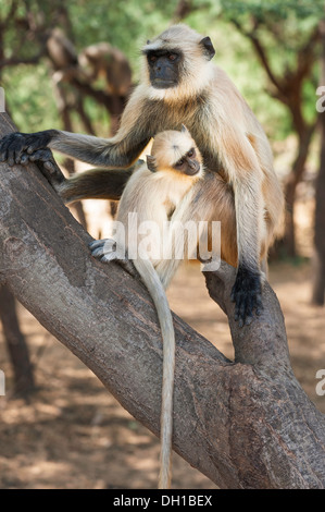 Acacia trees in the Thar desert, Rajasthan, India Stock Photo - Alamy