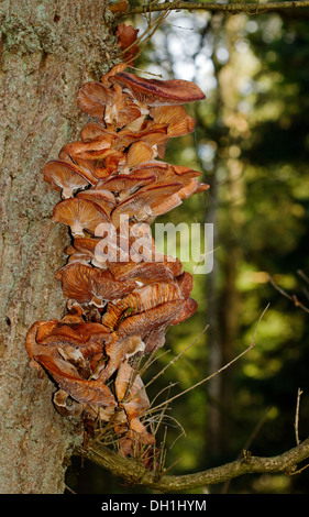 honey fungus mushrooms growing on apple tree Stock Photo - Alamy