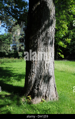 Silver Maple Acer saccharinum Bark Tree bark texture Stock Photo - Alamy