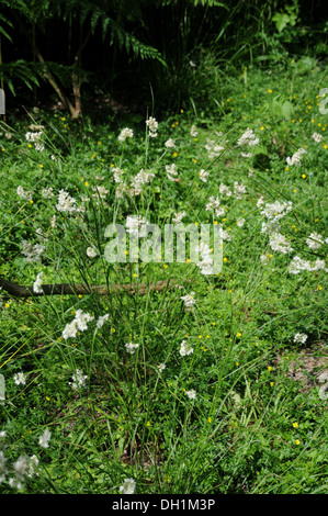 Luzula nivea (Snowy woodrush Stock Photo - Alamy