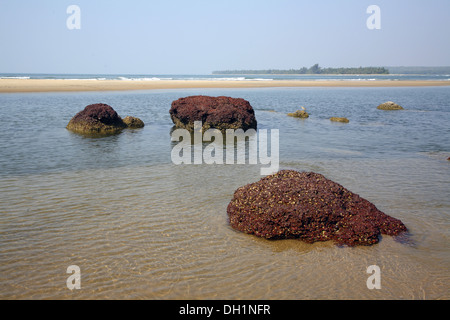 Bhogwe beach Vengurla sindhudurg Maharashtra India Asia Stock Photo - Alamy