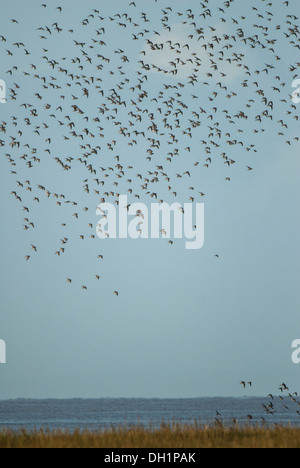 Mixed wader flock, in flight - Oystercatcher (Haematopus ostralegus ...