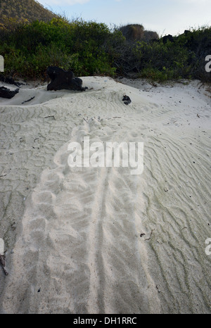Green turtle tracks, Floreana island, Galapagos Stock Photo - Alamy
