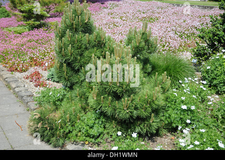 Pinus nigra "Nana", Black Pine, Tree Stock Photo - Alamy