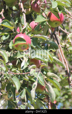 A fruit tree laden with ripe red Tydeman's Late Orange apples in a ...