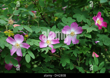 Rosa pendulina, Alpenrose, Alpine rose Stock Photo - Alamy