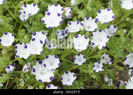 Five Spot Nemophila maculata flowers also called Baby Blue Eyes Stock ...