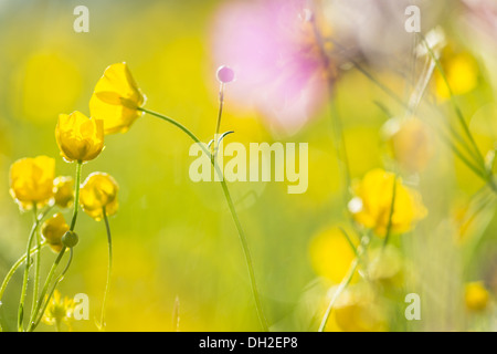 Creeping Buttercup, Lapland, Sweden Stock Photo - Alamy