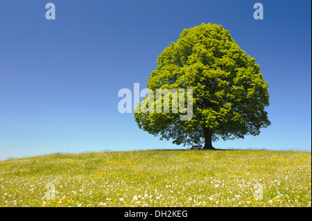 single big linden tree Stock Photo - Alamy