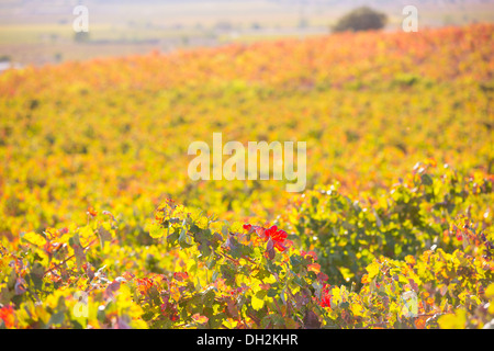 Autumn golden red vineyards sunset in Utiel Requena at Spain Stock ...