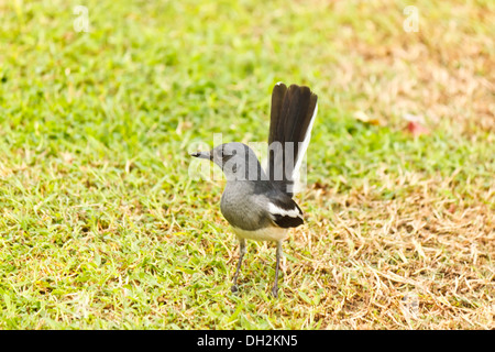 Beautiful Magpie on a green Field in Spring Stock Photo - Alamy