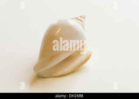 Background of white spiral seashell close-up macro isolated on black ...