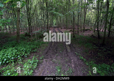 Soil destruction due to forestry activities Stock Photo - Alamy