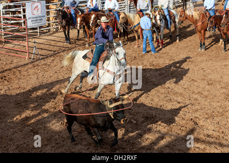 Cowboy roping young steer on horseback, sun shining through dust, oak ...