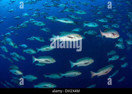 Shoal of Two-spot Red Snapper, Lutjanus bohar, Ras Muhammad, Red Sea ...